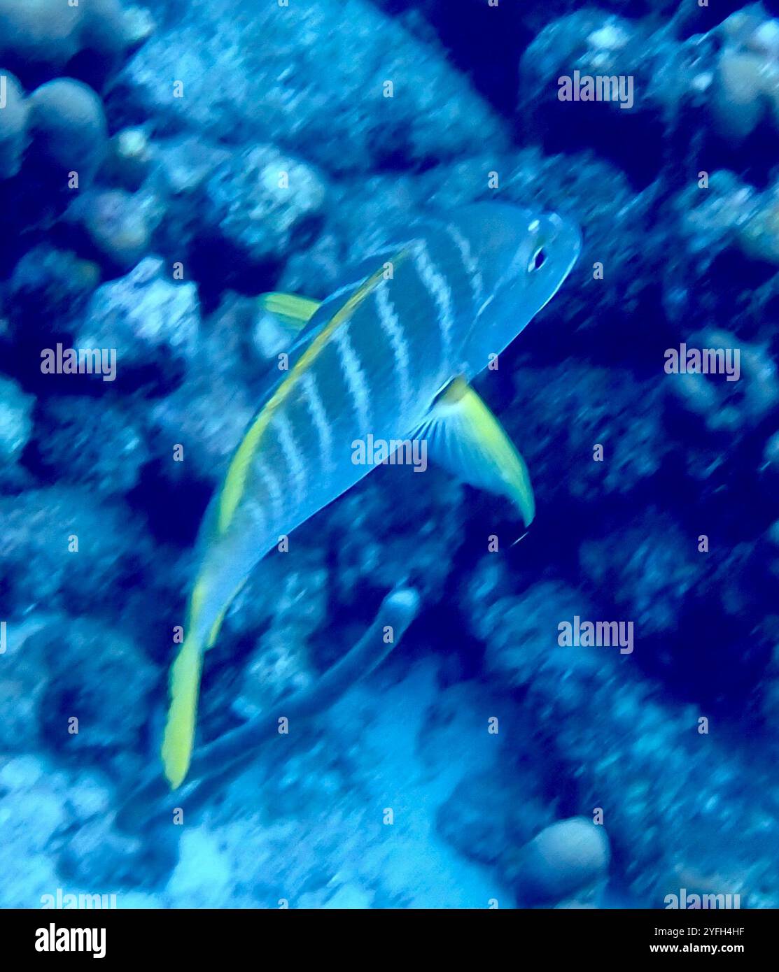 Schoolmaster Snapper (Lutjanus apodus Stock Photo - Alamy