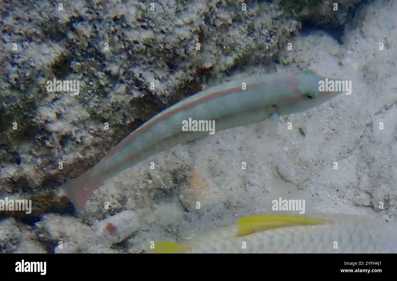 Slippery Dick (Halichoeres bivittatus Stock Photo - Alamy Slippery Dick (Halichoeres bivittatus Stock Photo - Alamy