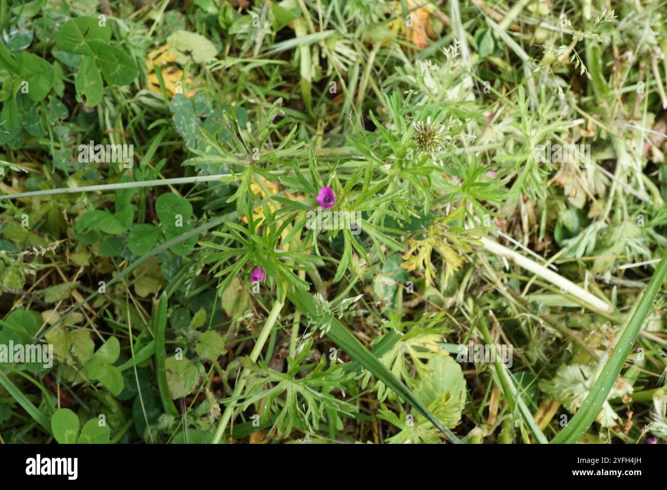 Cut-leaved crane's-bill (Geranium dissectum Stock Photo - Alamy