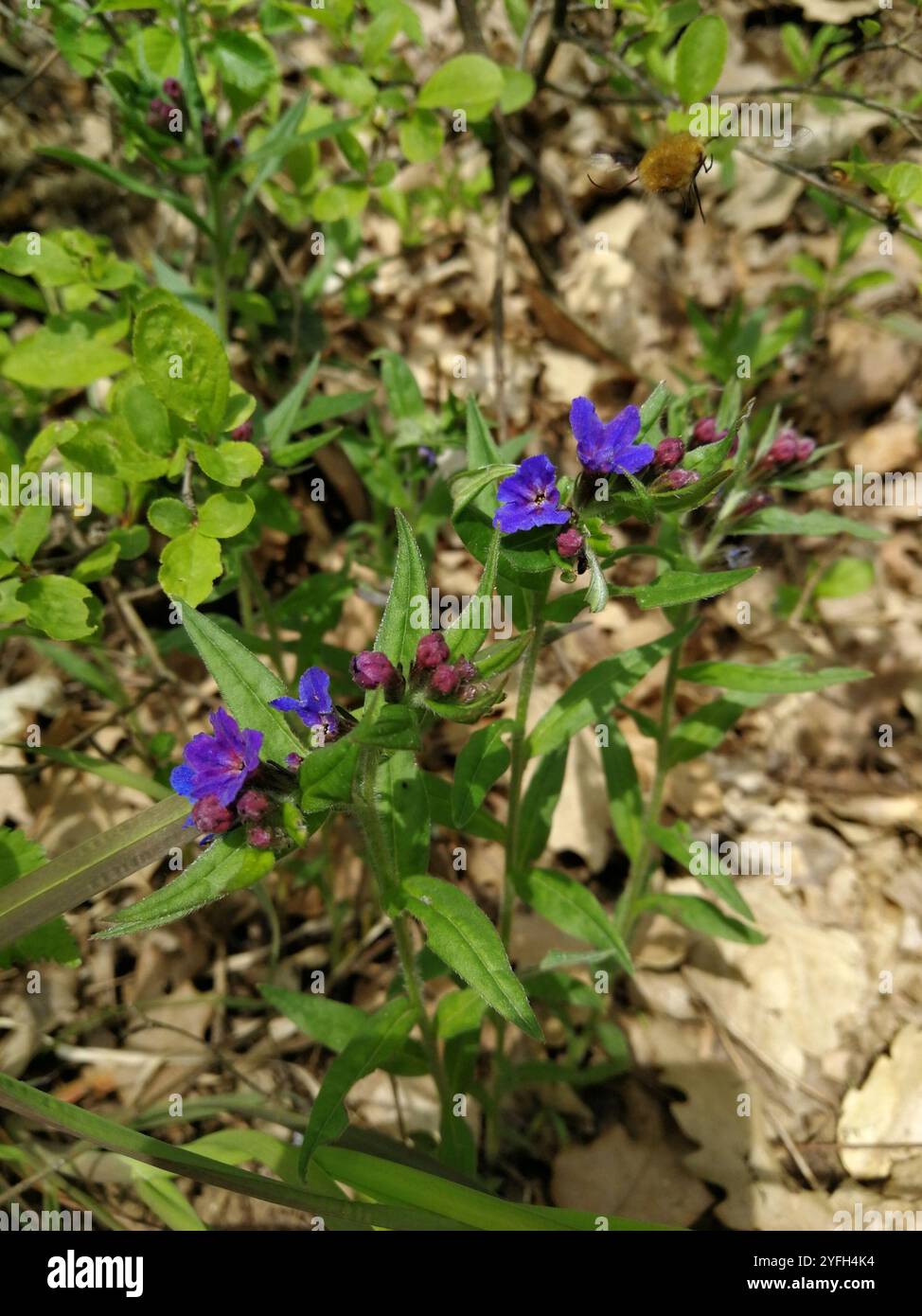Purple gromwell aegonychon purpurocaeruleum hi-res stock photography ...