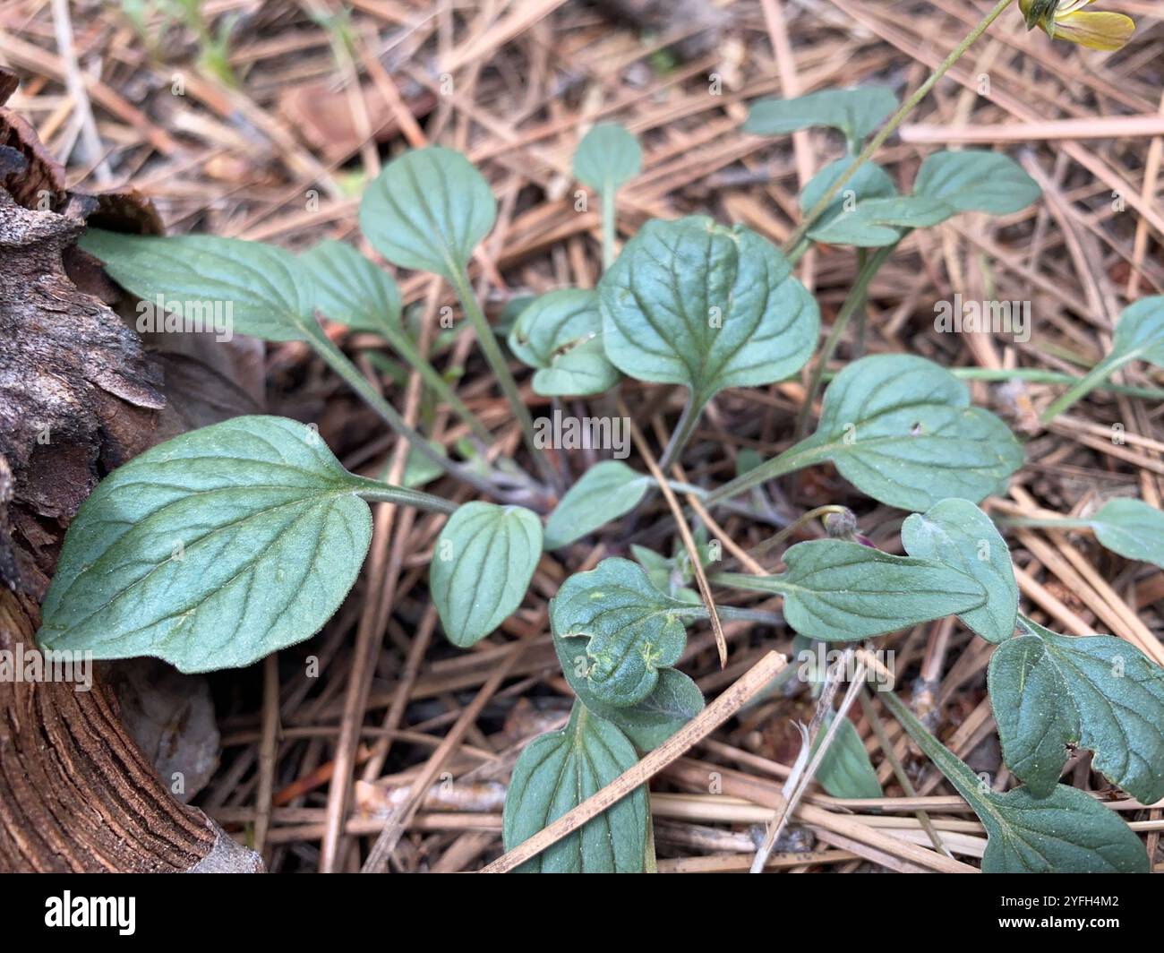 Goosefoot violet (Viola purpurea Stock Photo - Alamy