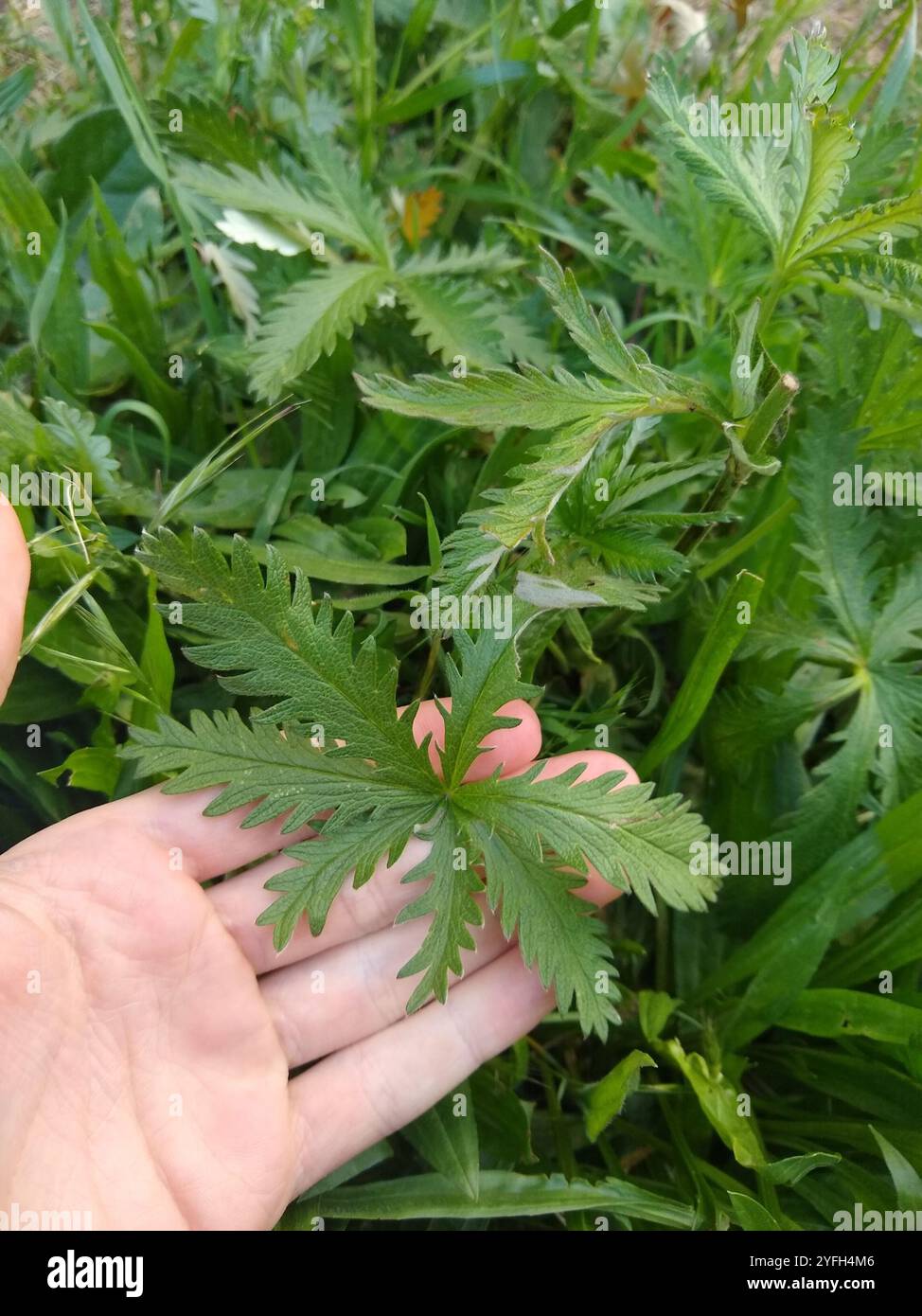 slender cinquefoil (Potentilla gracilis Stock Photo - Alamy