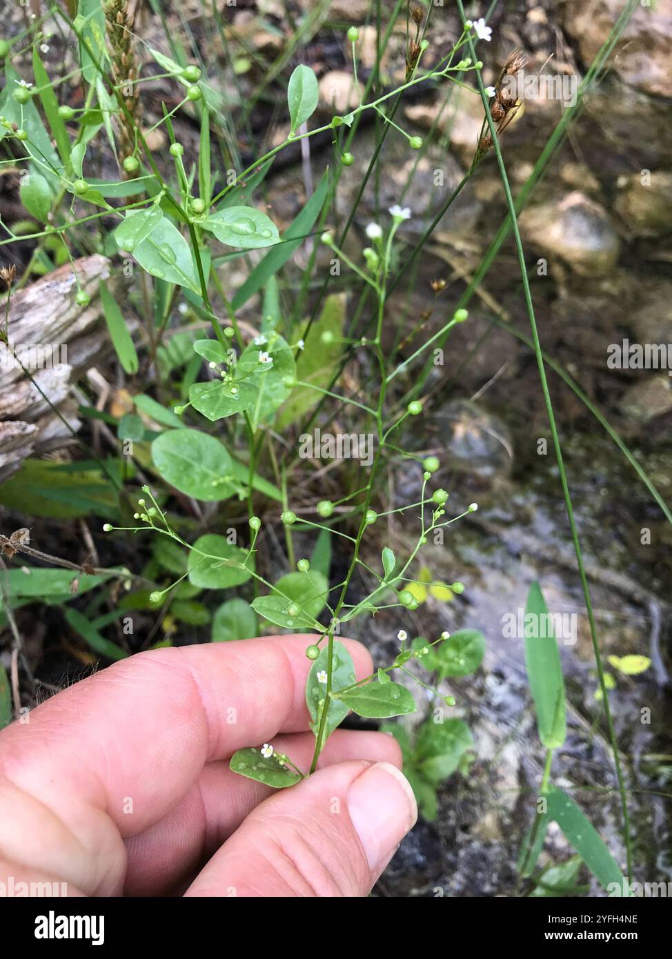 seaside brookweed (Samolus parviflorus Stock Photo - Alamy