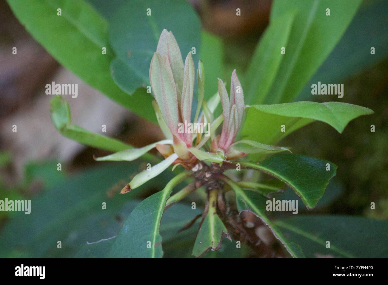 great rhododendron (Rhododendron maximum Stock Photo - Alamy