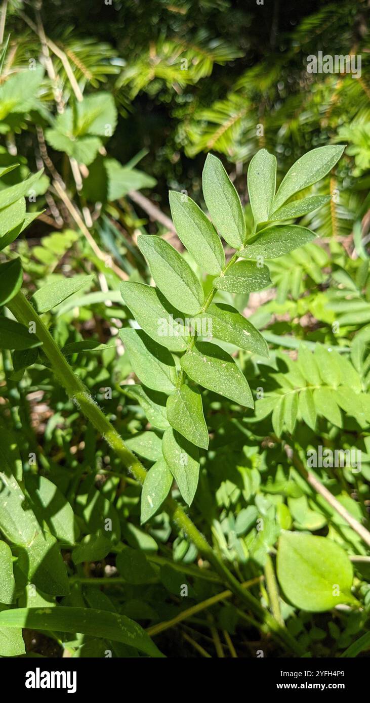 Oregon polemonium (Polemonium carneum Stock Photo - Alamy