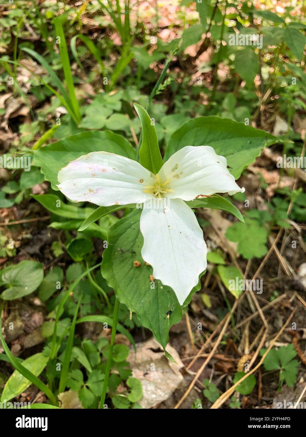 large white trillium (Trillium grandiflorum Stock Photo - Alamy