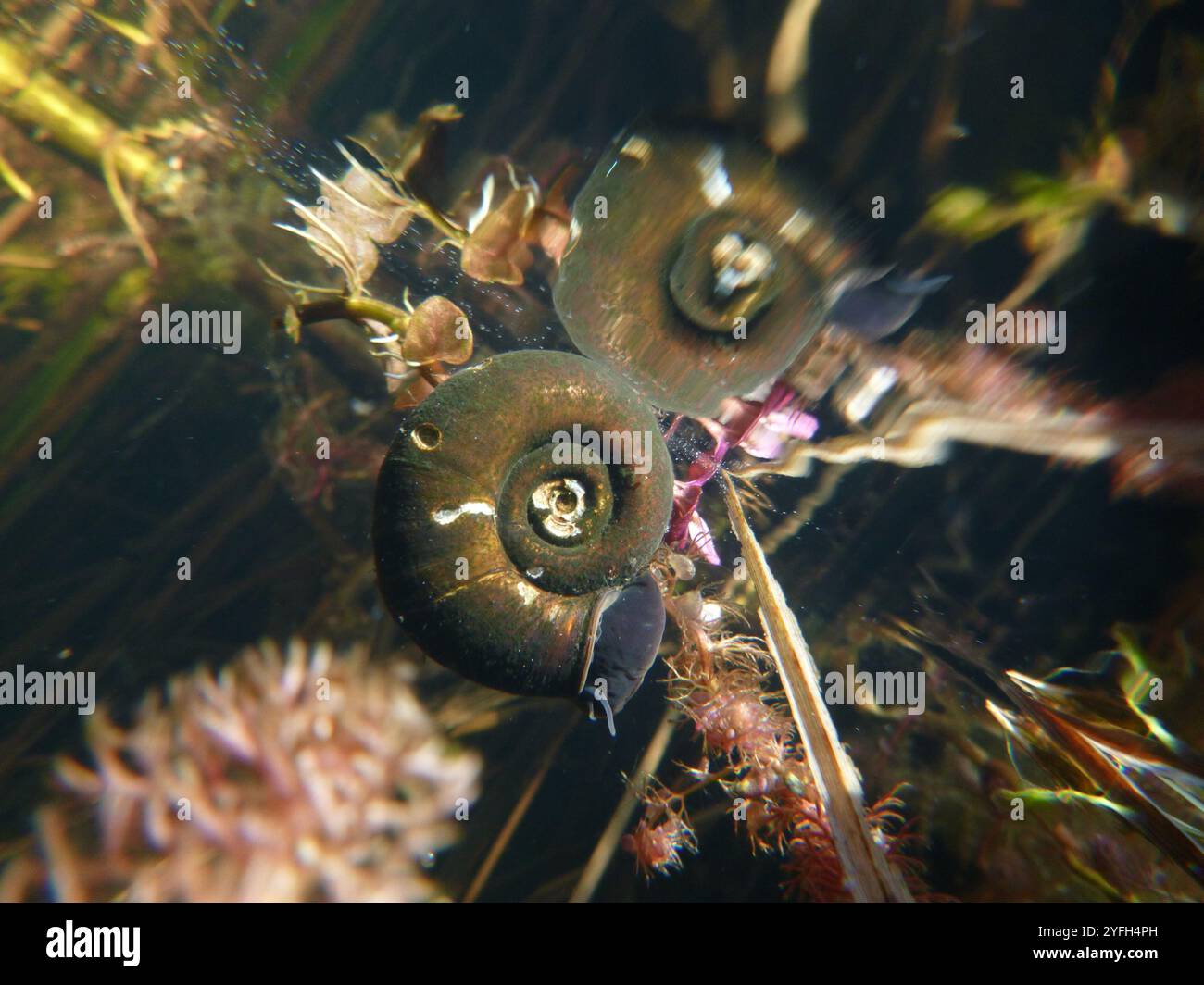 Great Ram's-horn (Planorbarius corneus Stock Photo - Alamy