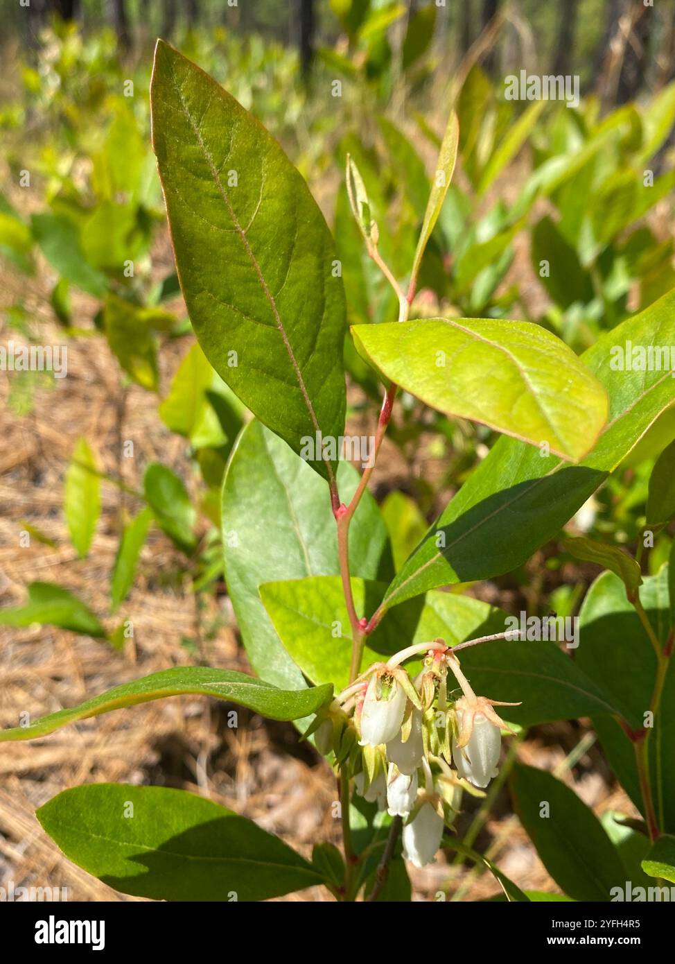 staggerbush (Lyonia mariana Stock Photo - Alamy