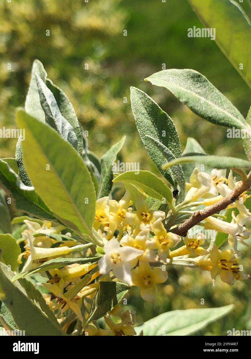 autumn olive (Elaeagnus umbellata Stock Photo - Alamy