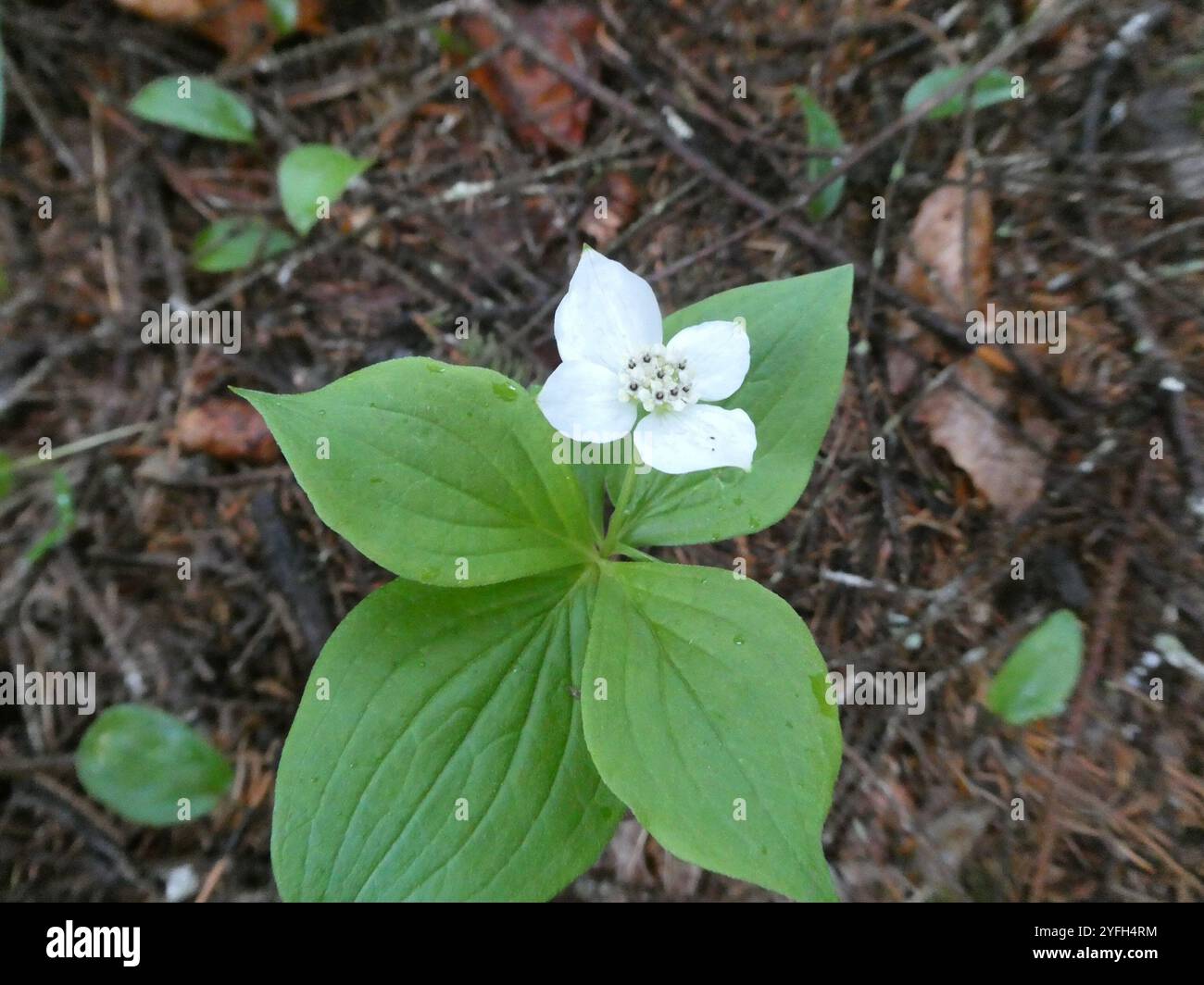 Canadian bunchberry (Cornus canadensis Stock Photo - Alamy