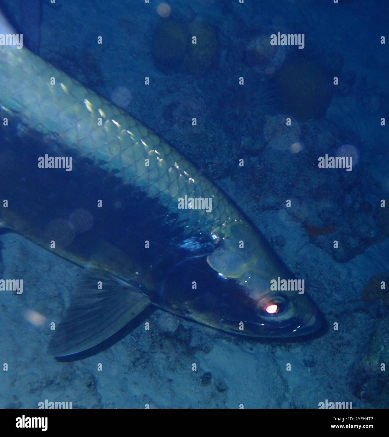Atlantic Tarpon (Megalops atlanticus Stock Photo - Alamy