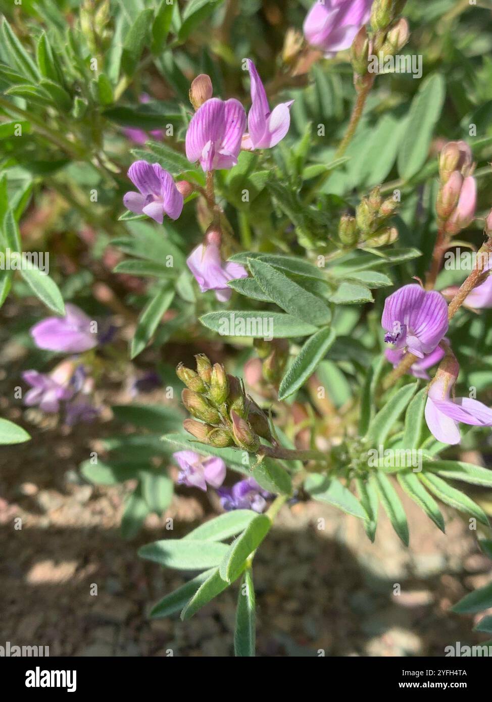 Bent-flower Milkvetch (Astragalus vexilliflexus Stock Photo - Alamy