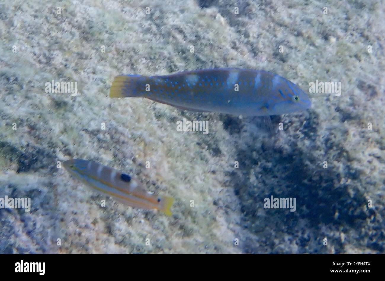 Puddingwife Wrasse (Halichoeres radiatus Stock Photo - Alamy