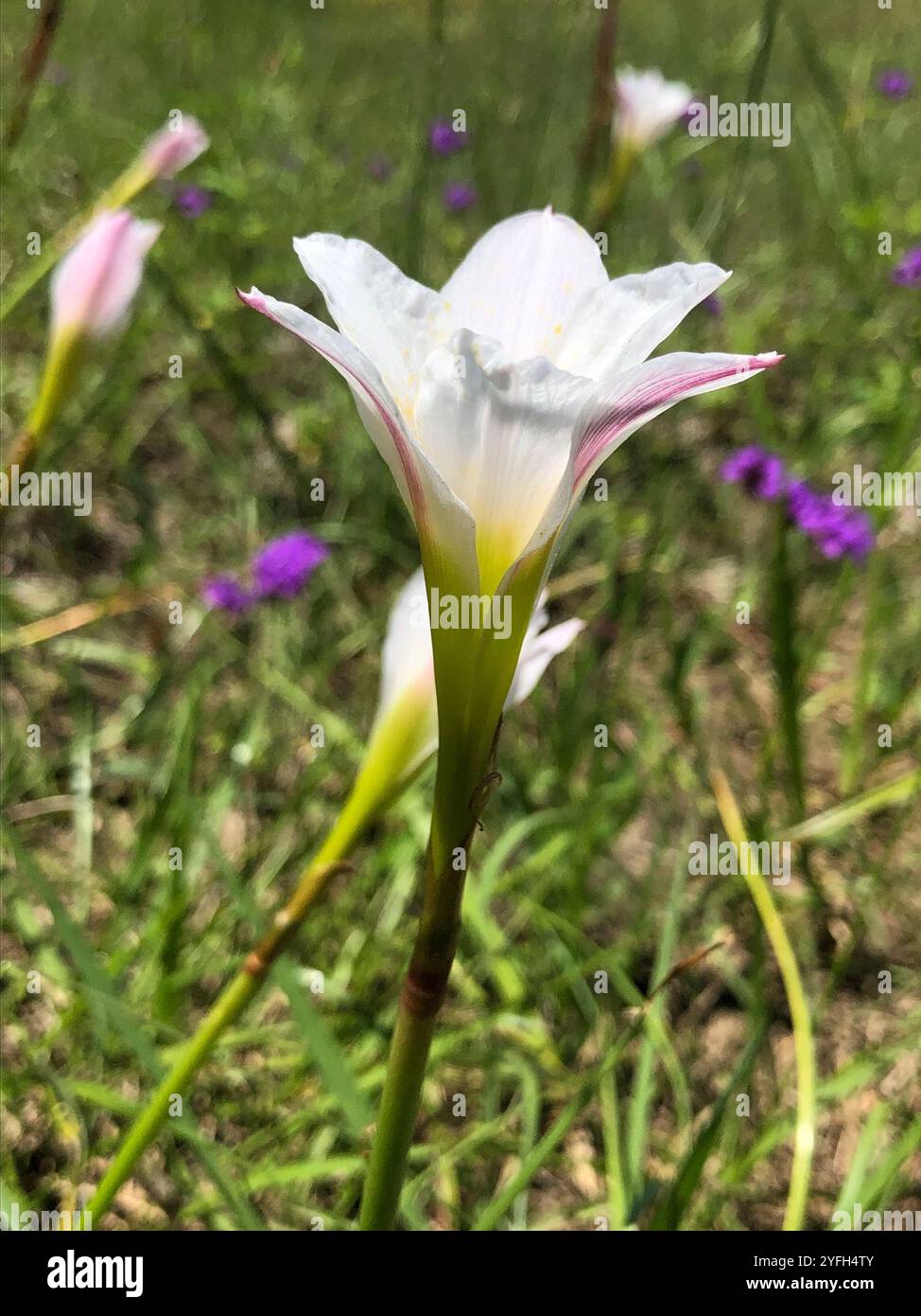 Simpson's zephyr lily (Zephyranthes simpsonii Stock Photo - Alamy