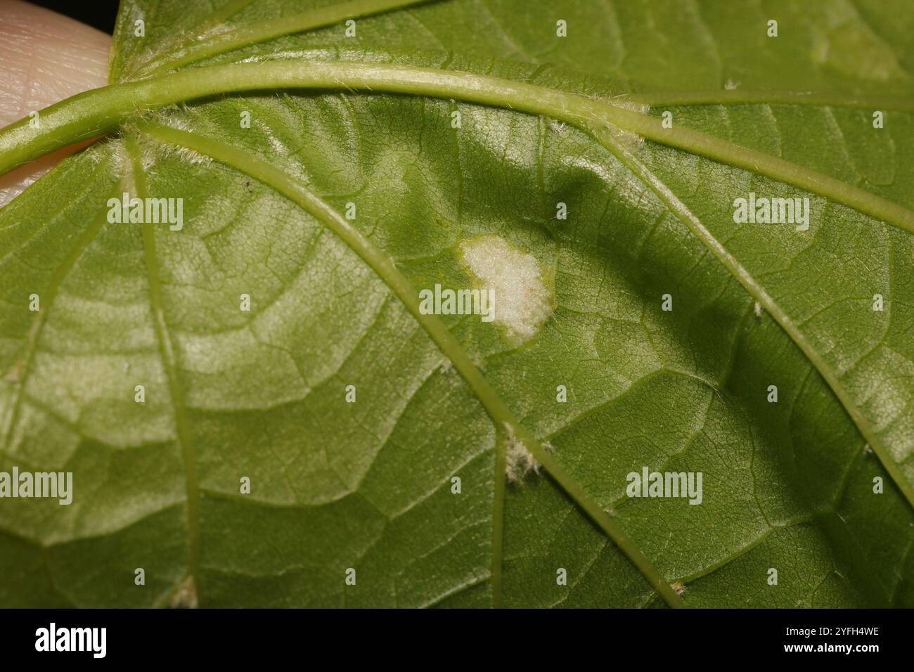 Lime felt gall mite hi-res stock photography and images - Alamy