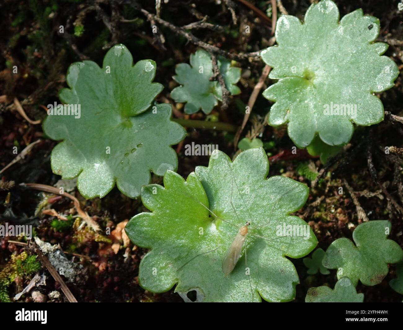 wood saxifrage (Saxifraga mertensiana Stock Photo - Alamy
