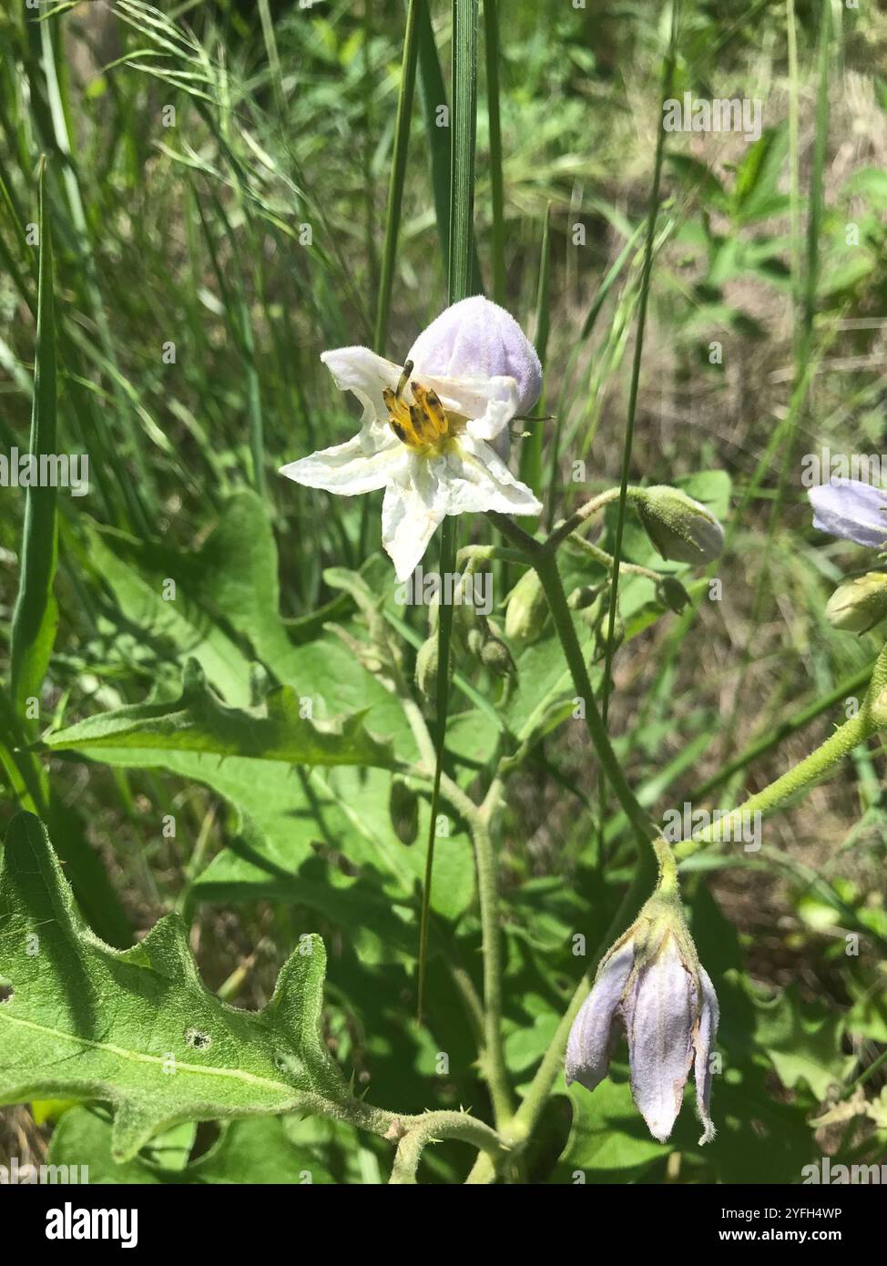western horsenettle (Solanum dimidiatum Stock Photo - Alamy