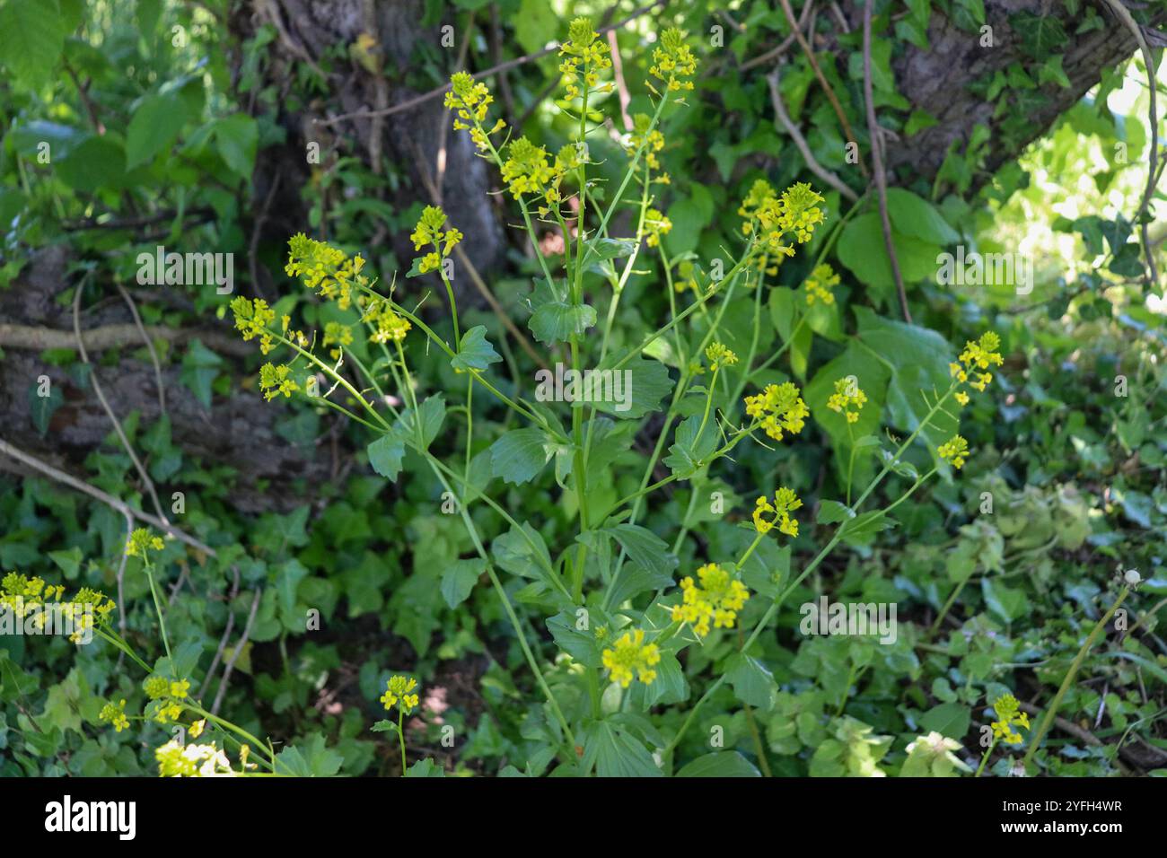 bitter wintercress (Barbarea vulgaris Stock Photo - Alamy