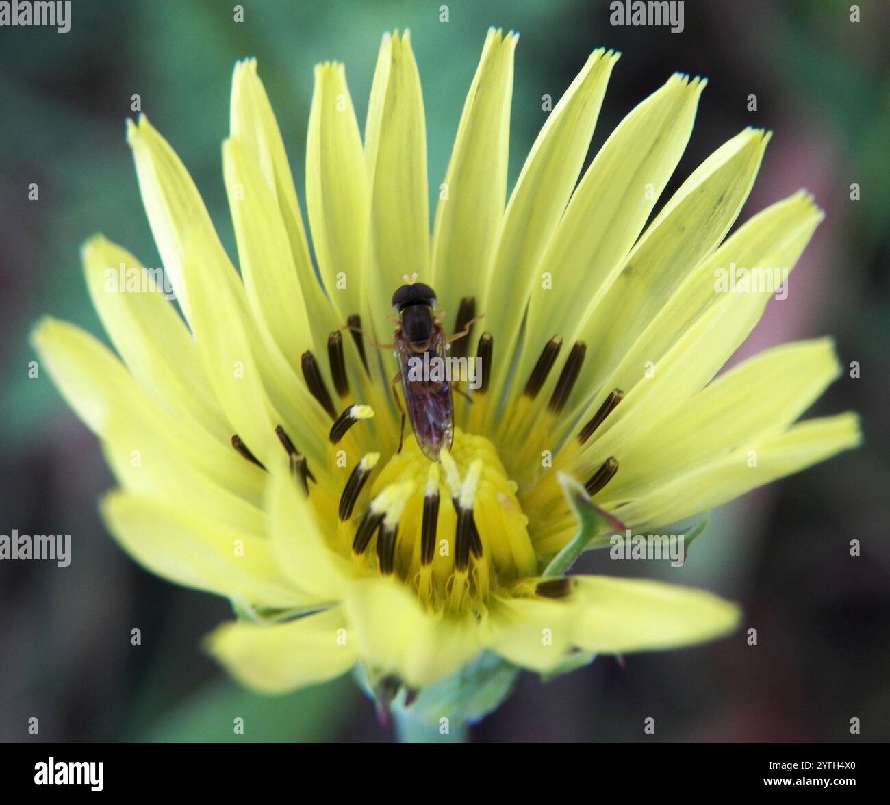 smallflower desert-chicory (Pyrrhopappus pauciflorus Stock Photo - Alamy