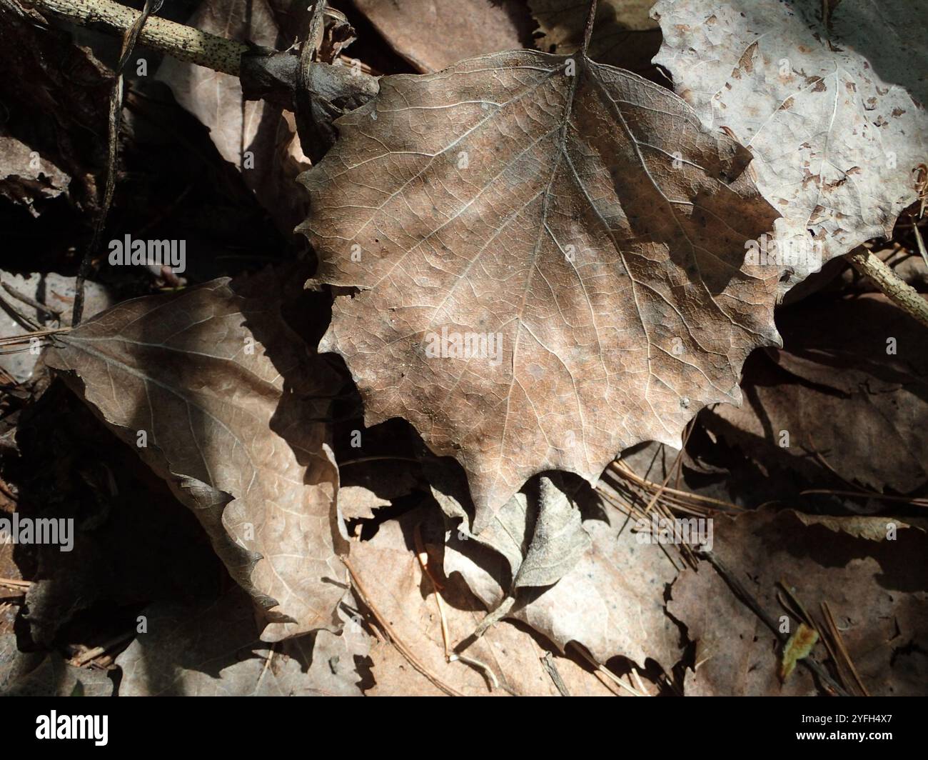 bigtooth aspen (Populus grandidentata Stock Photo - Alamy