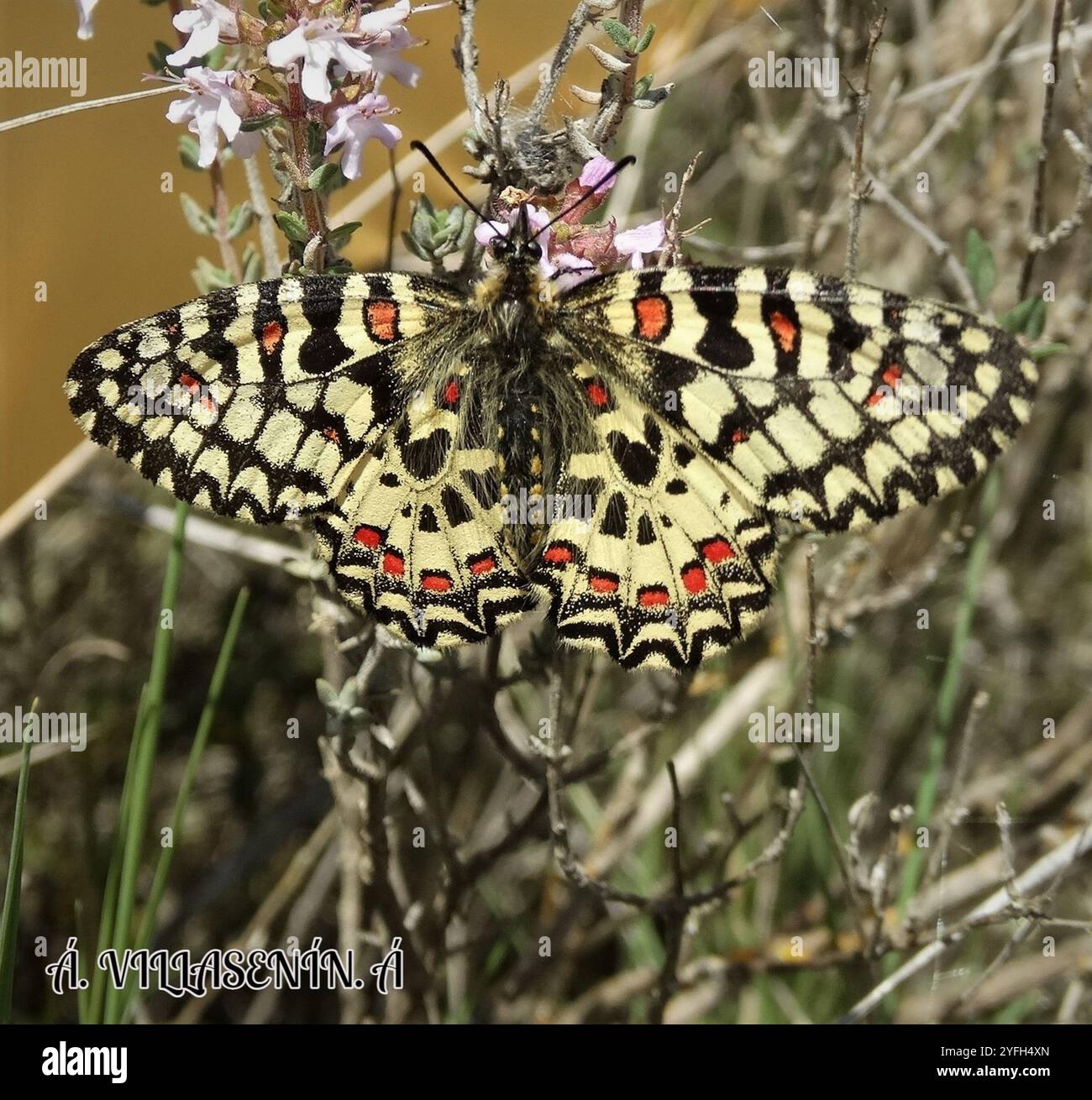 Spanish Festoon (Zerynthia rumina Stock Photo - Alamy