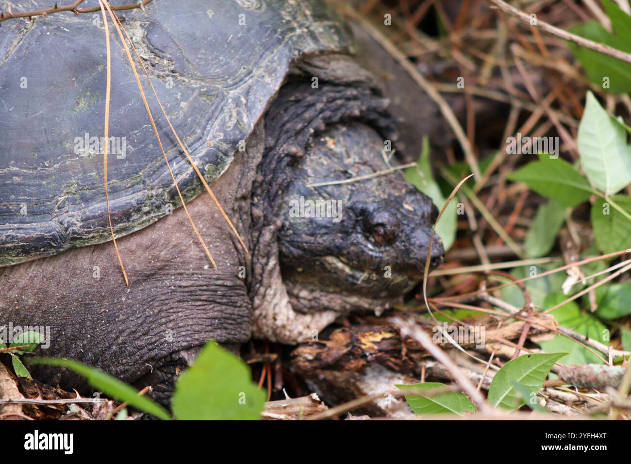 Common Snapping Turtle (Chelydra serpentina Stock Photo - Alamy