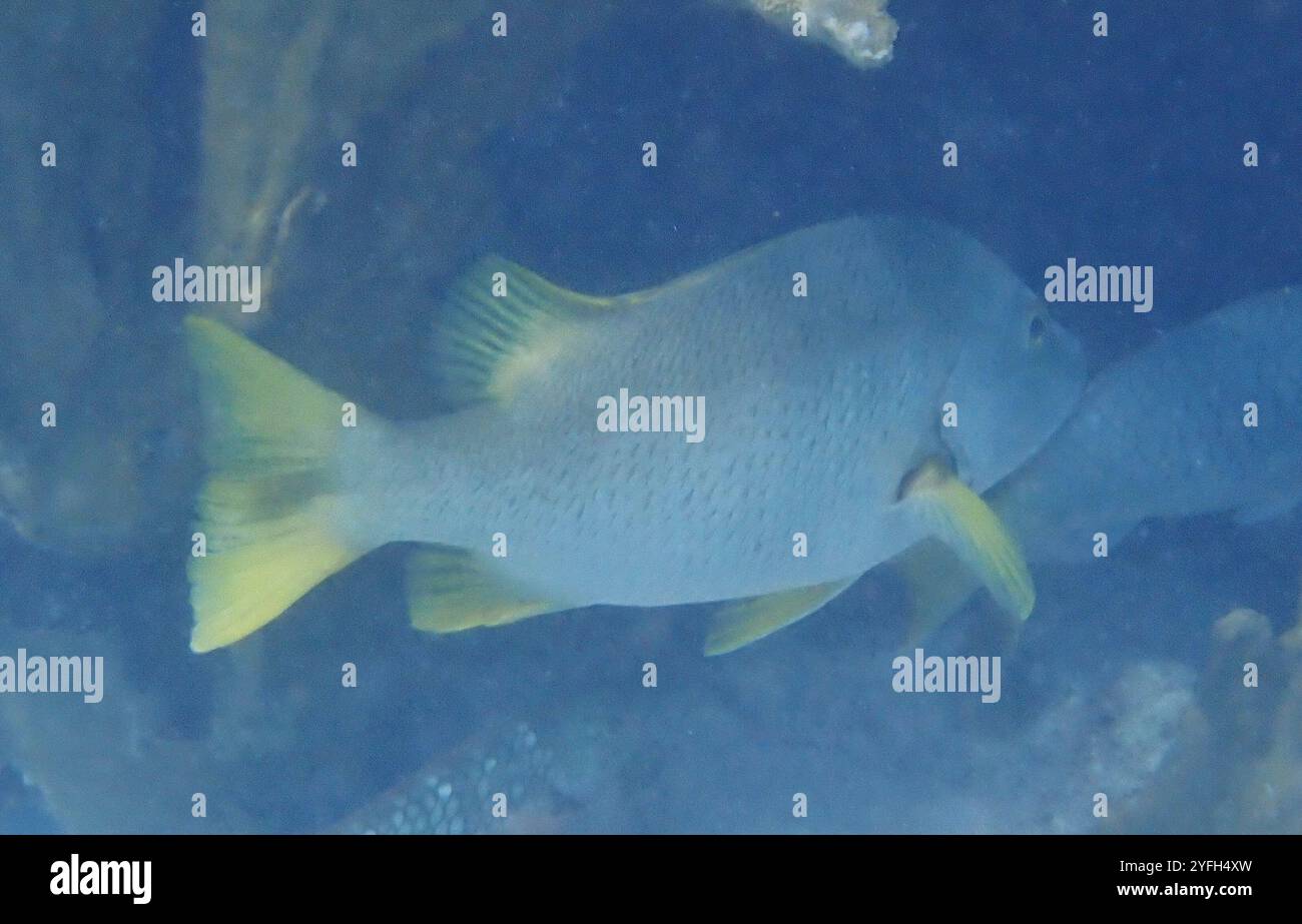 Schoolmaster Snapper (Lutjanus apodus Stock Photo - Alamy