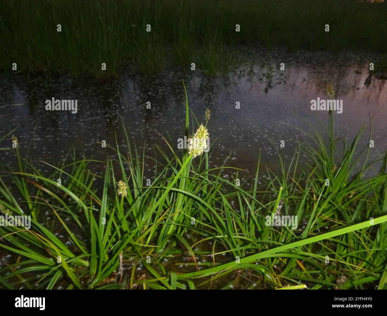 True Fox-sedge (Carex vulpina Stock Photo - Alamy