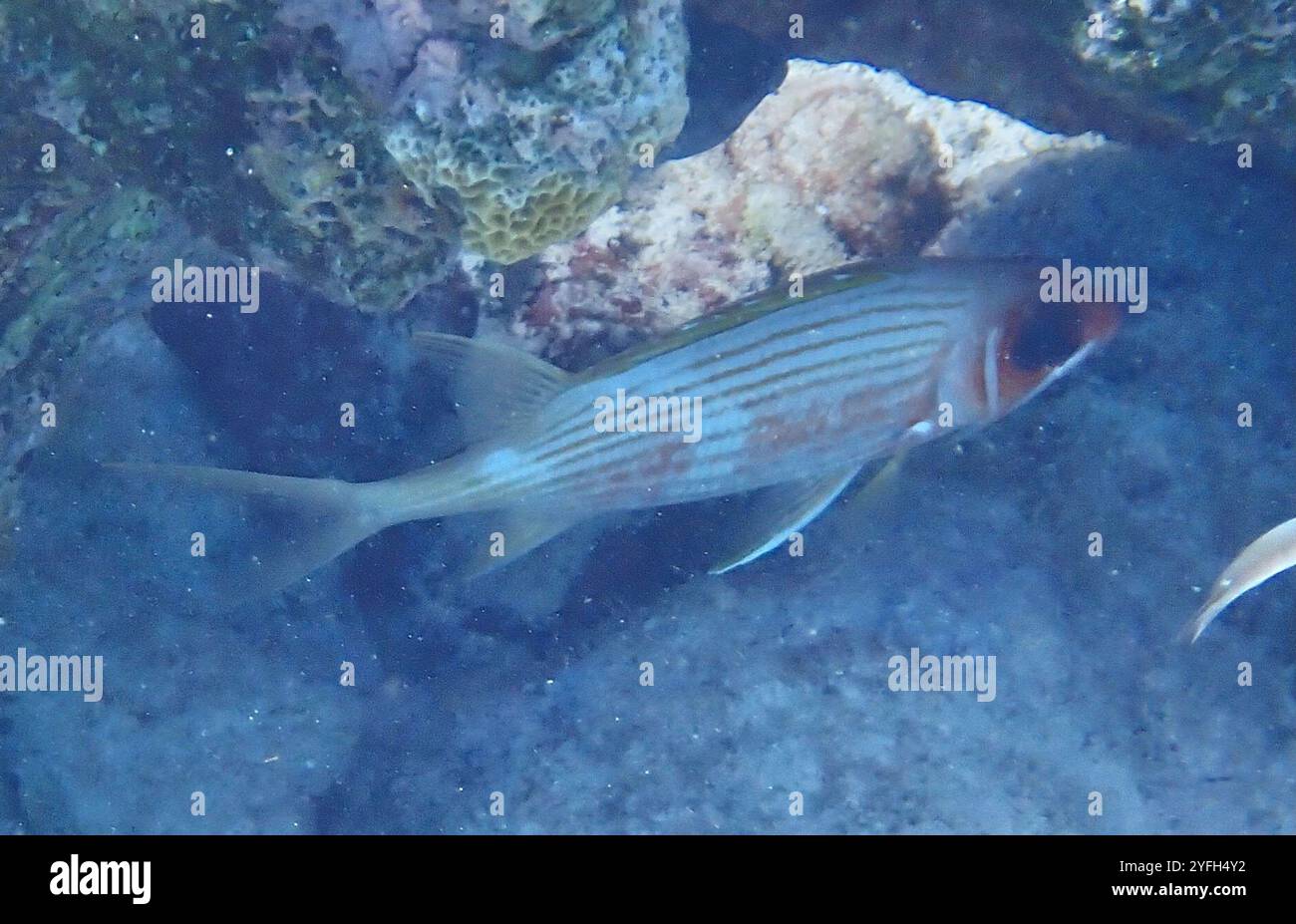 Longspine Squirrelfish (Holocentrus rufus Stock Photo - Alamy