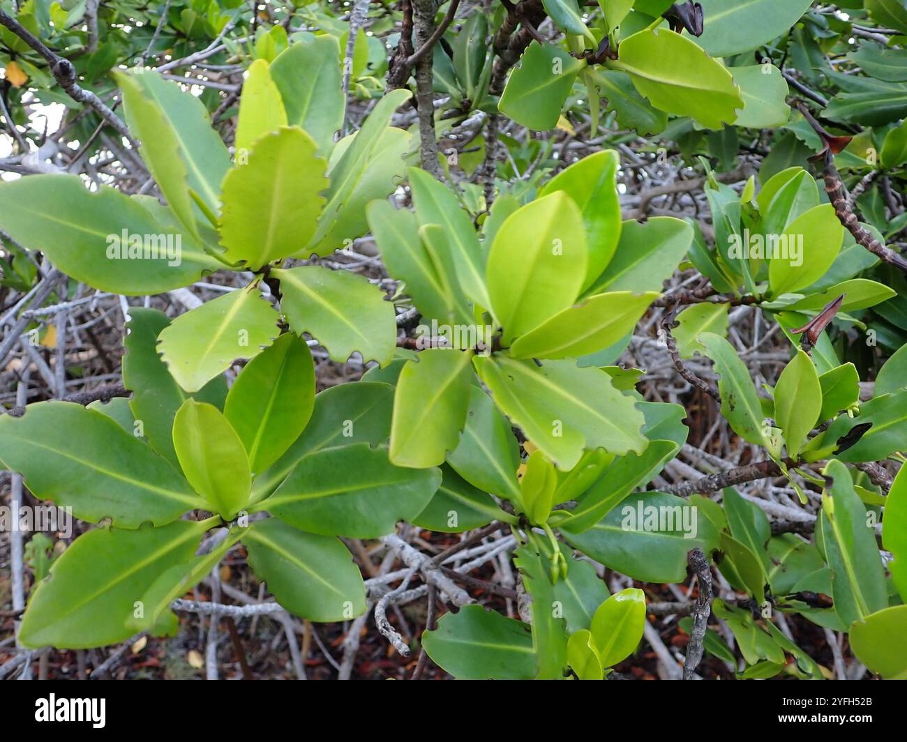 red mangrove (Rhizophora mangle Stock Photo - Alamy