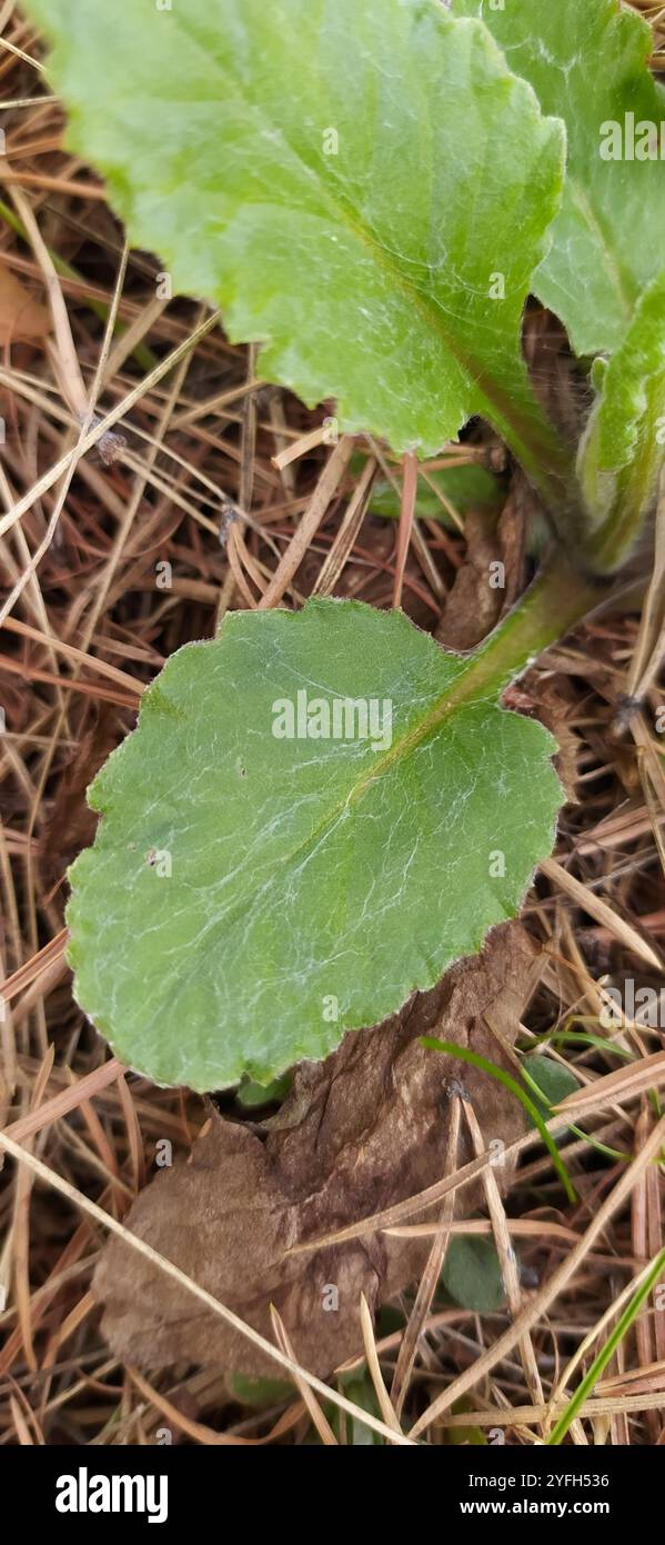 Field Fleawort (Tephroseris integrifolia Stock Photo - Alamy