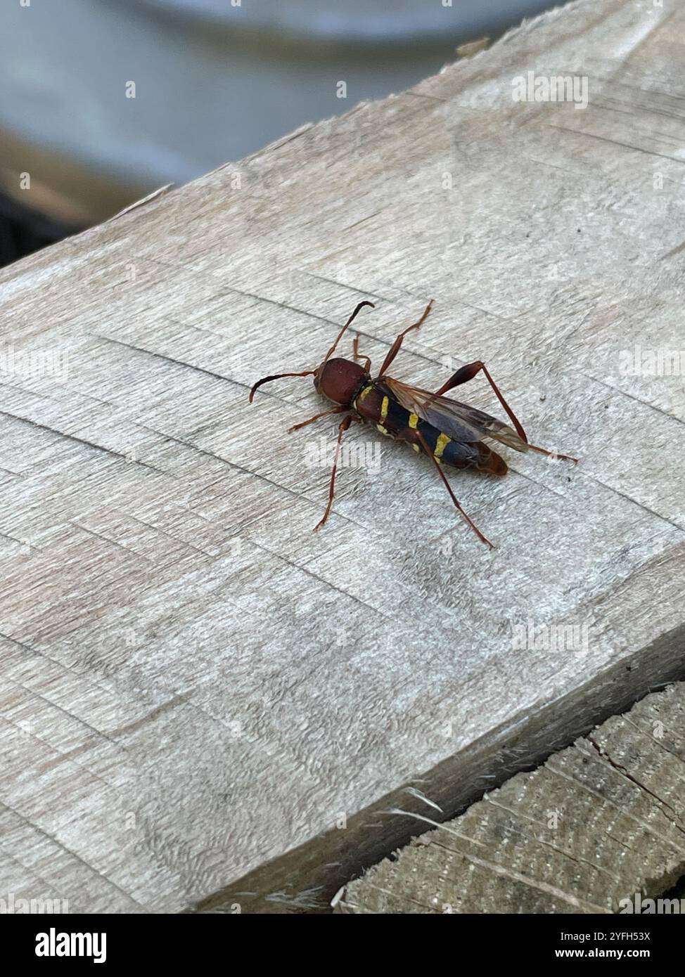 Red-headed Ash Borer (Neoclytus acuminatus Stock Photo - Alamy
