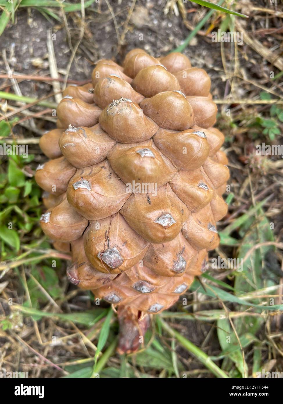knobcone pine (Pinus attenuata Stock Photo - Alamy