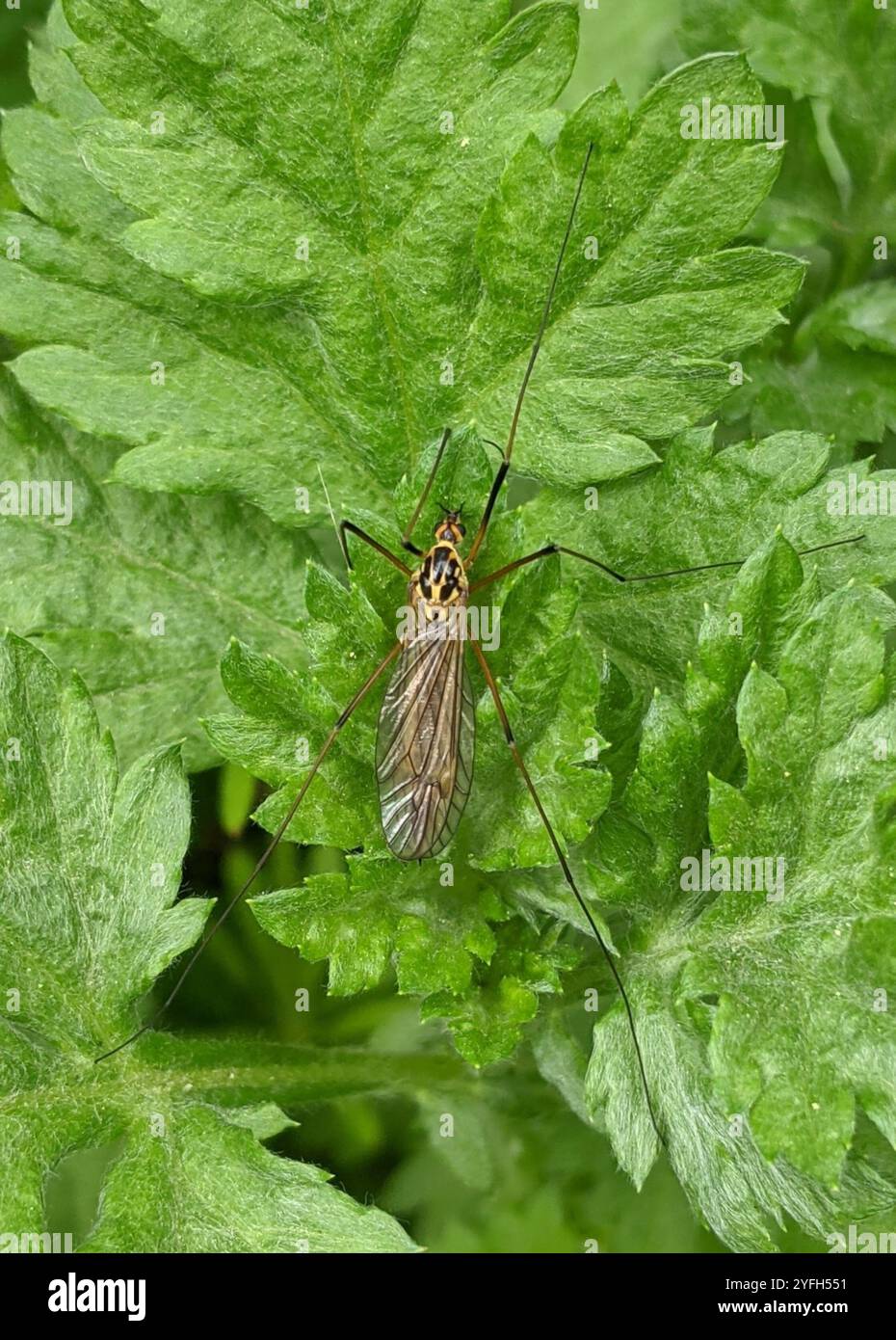 Spotted cranefly hi-res stock photography and images - Alamy
