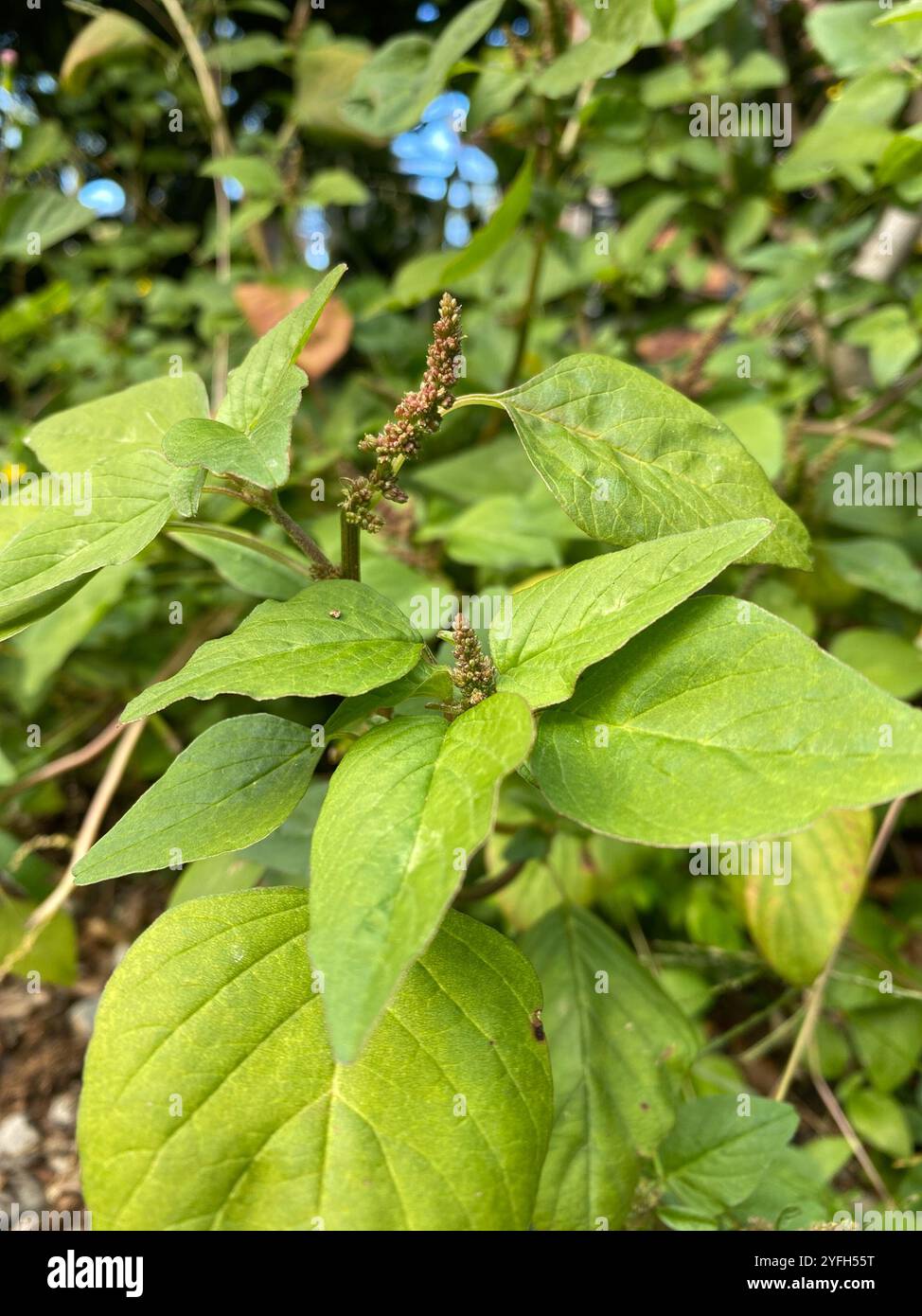 green amaranth (Amaranthus viridis Stock Photo - Alamy