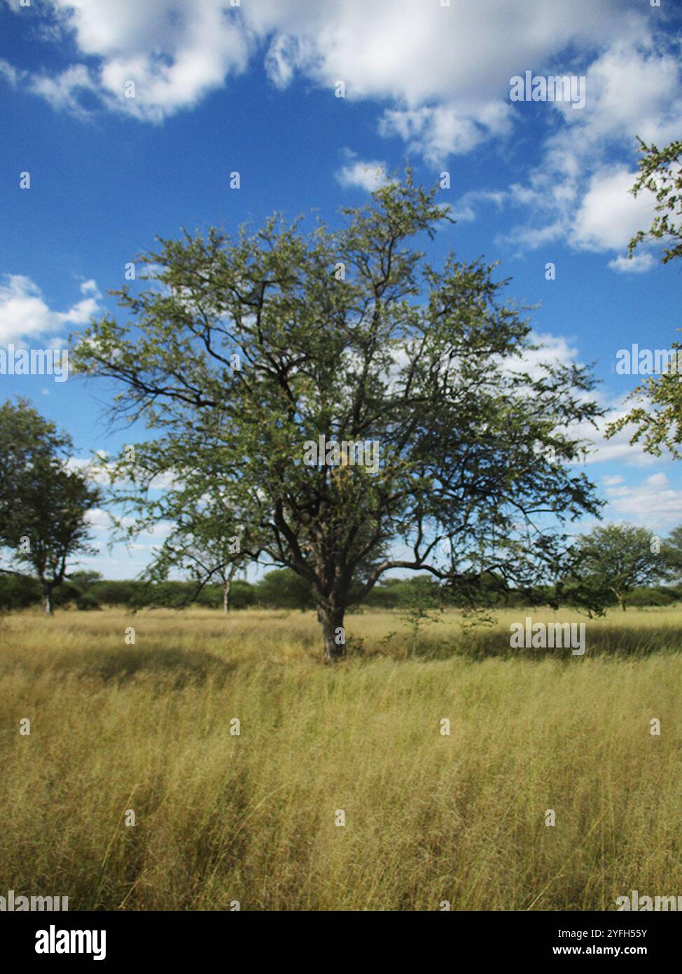 Leadwood (Combretum imberbe Stock Photo - Alamy