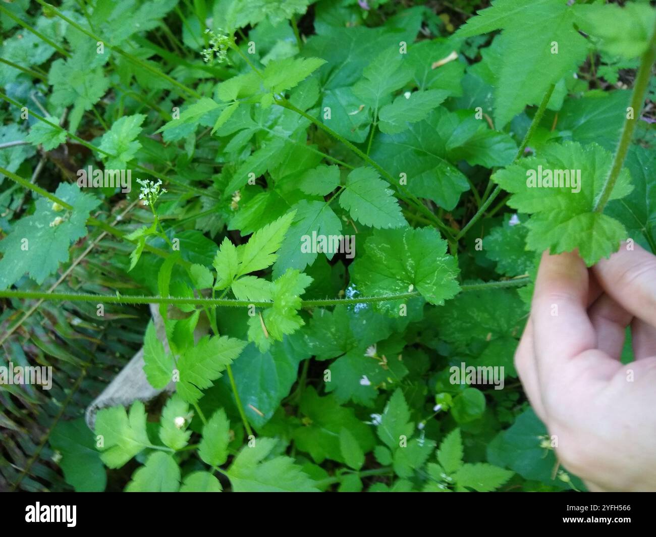 Fringe cups hi-res stock photography and images - Alamy