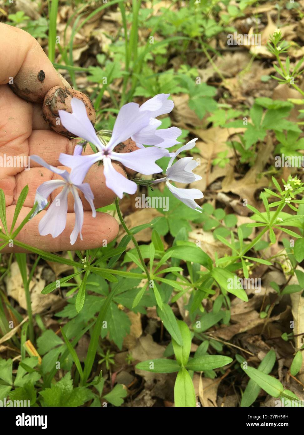 blue phlox (Phlox divaricata Stock Photo - Alamy