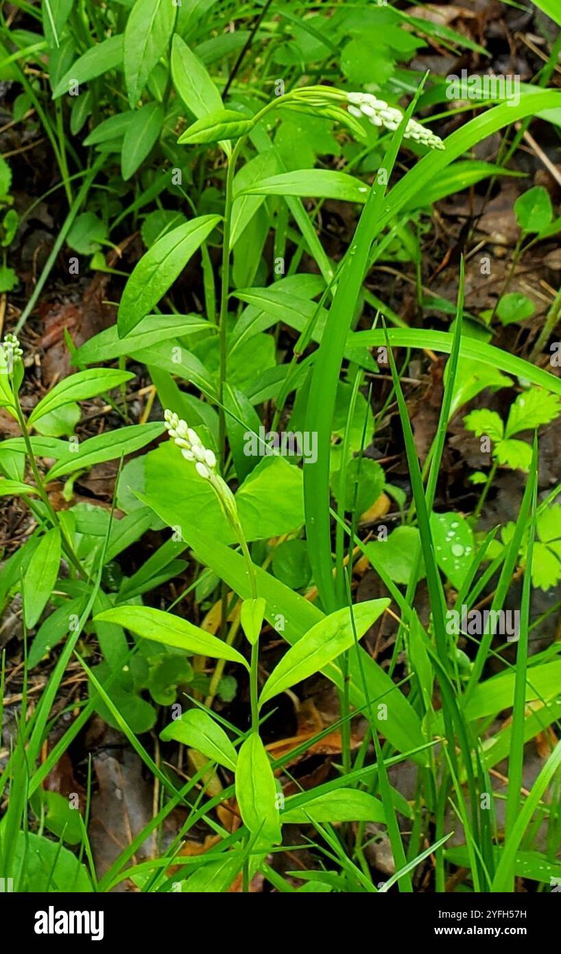Seneca snakeroot (Senega officinalis Stock Photo - Alamy