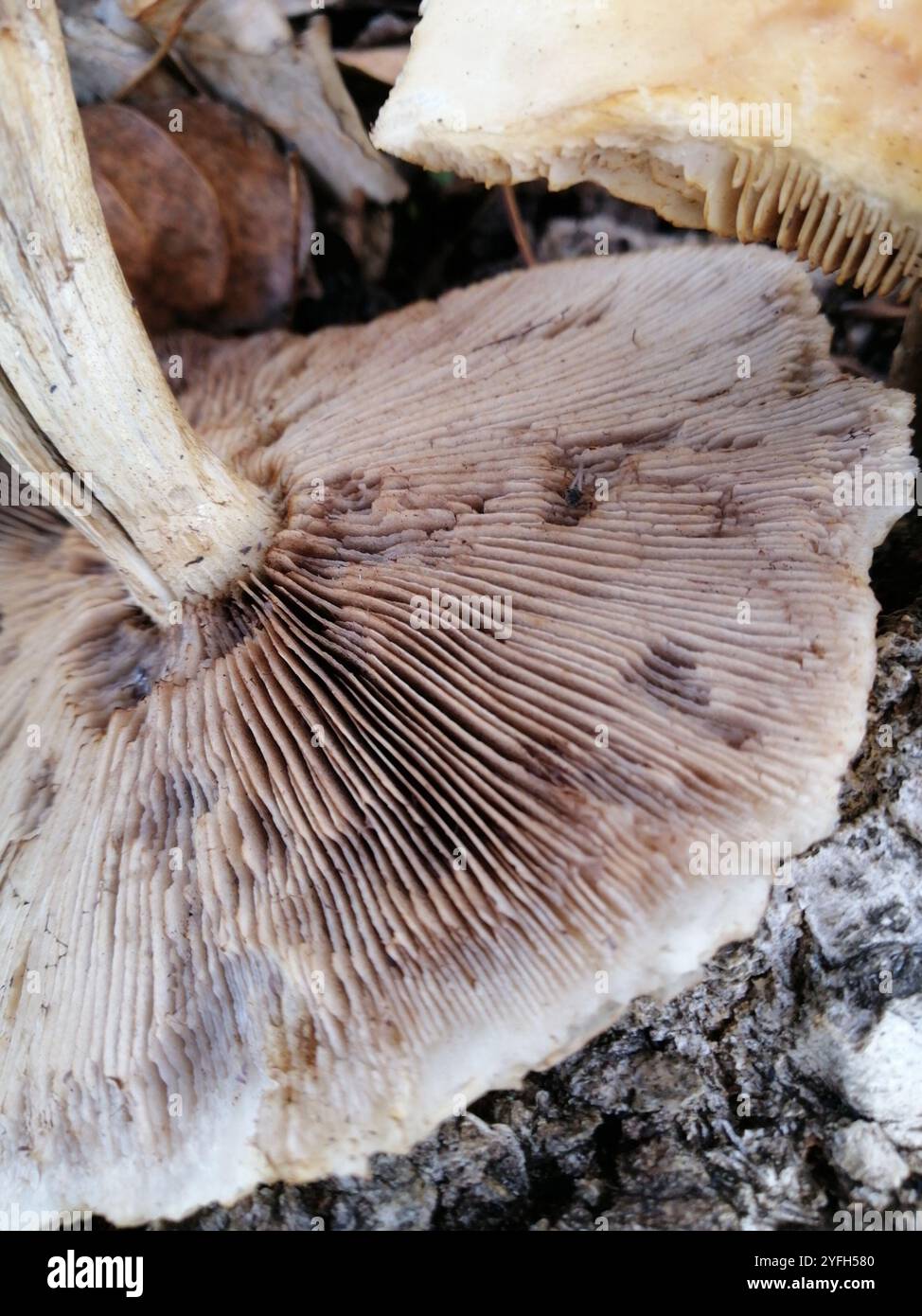 Tawaka (Cyclocybe parasitica Stock Photo - Alamy