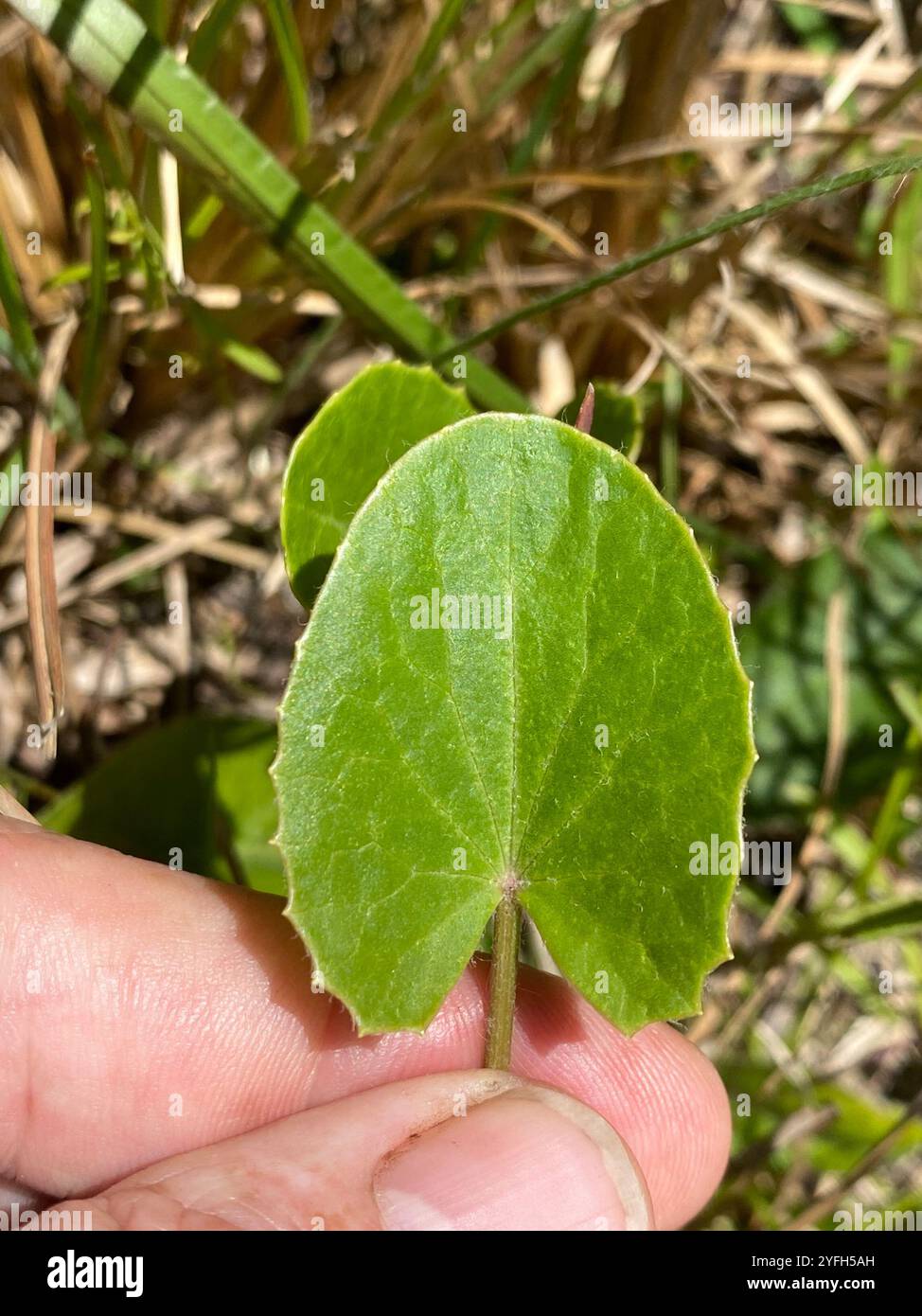 American Coinwort (Centella erecta Stock Photo - Alamy