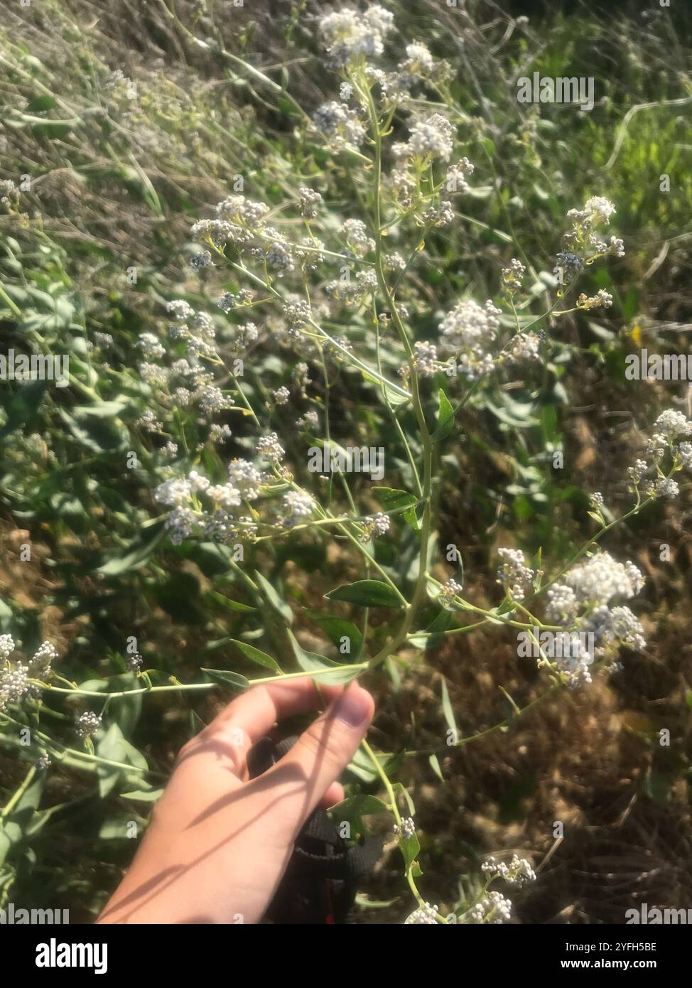 broadleaved pepperweed (Lepidium latifolium Stock Photo - Alamy