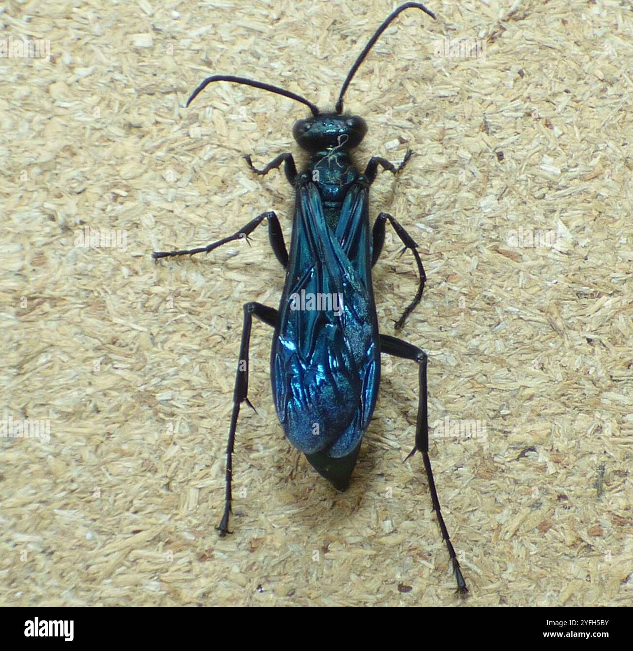 Blue mud dauber hi-res stock photography and images - Alamy