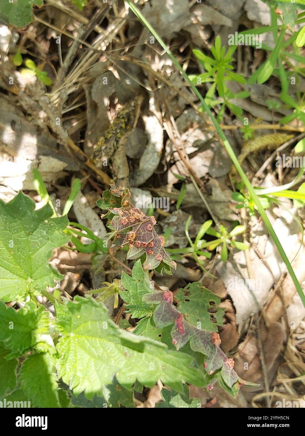 Nettle Clustercup Rust fungus (Puccinia urticata Stock Photo - Alamy