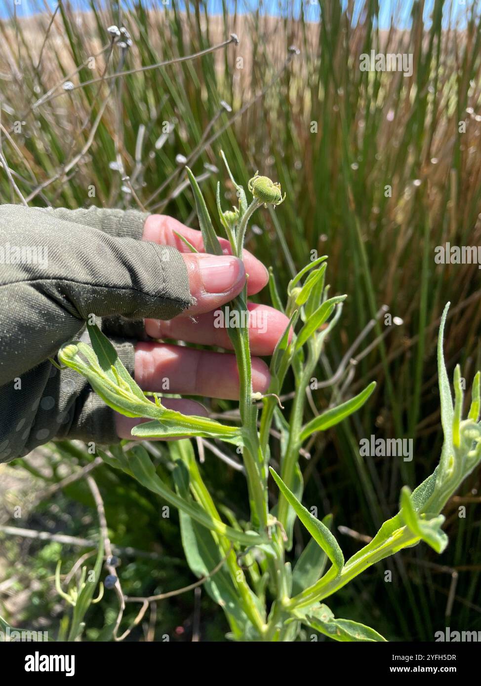 Rosilla hi-res stock photography and images - Alamy