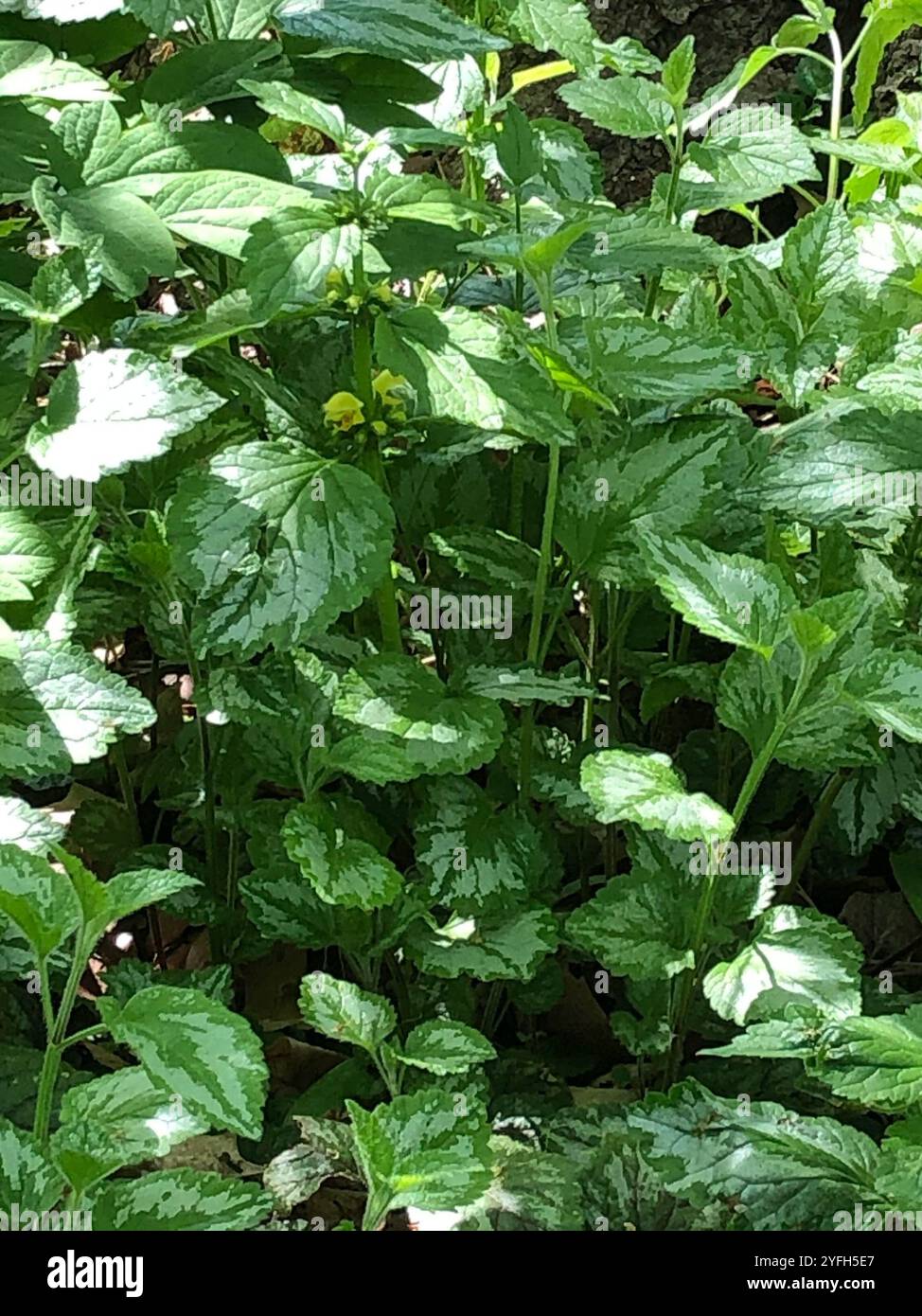 Variegated Yellow Archangel (Lamium galeobdolon argentatum Stock Photo ...