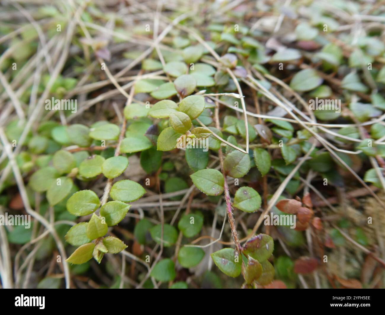 creeping snowberry (Gaultheria hispidula Stock Photo - Alamy