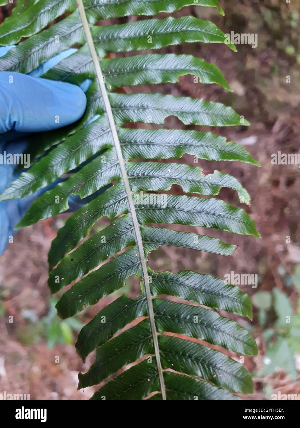 Crown Fern (Lomaria discolor Stock Photo - Alamy