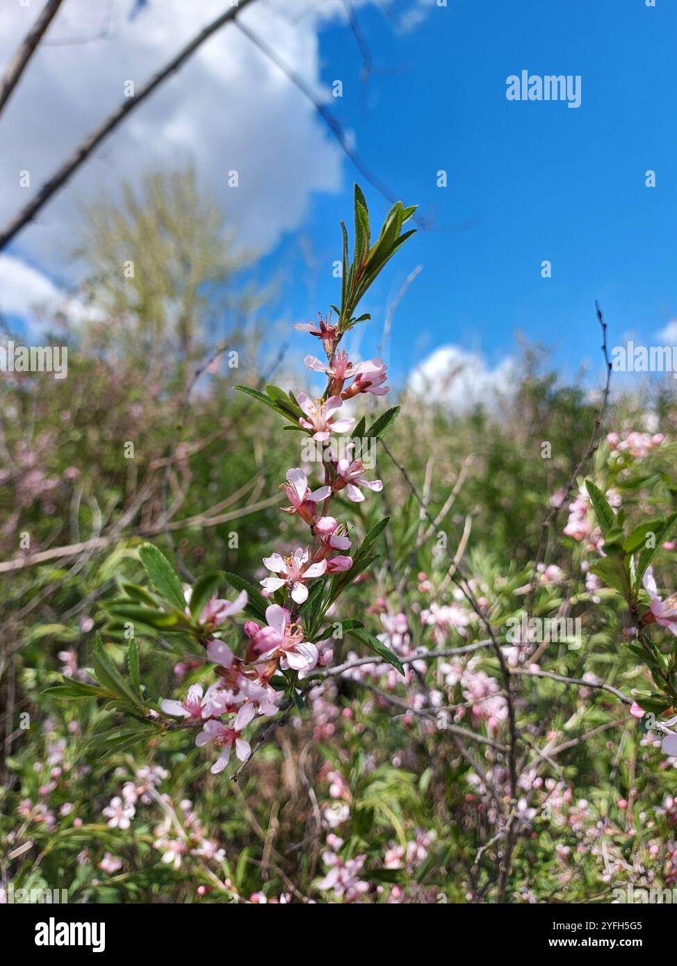 Dwarf Russian Almond (Prunus tenella Stock Photo - Alamy