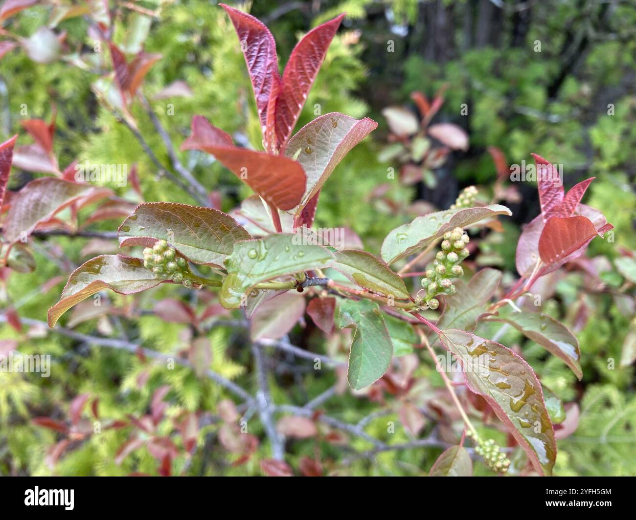 chokecherry (Prunus virginiana Stock Photo - Alamy